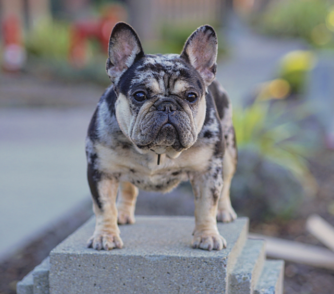 Instafamous Backpage – Himline Frenchies