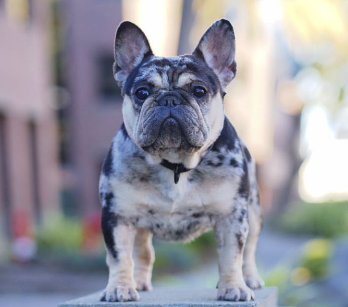 Instafamous Backpage – Himline Frenchies